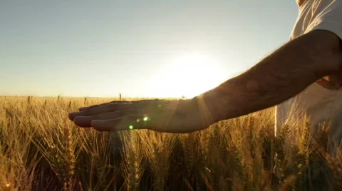 Close Farmer Stock Videos – Royalty-Free HD & 4K Videos