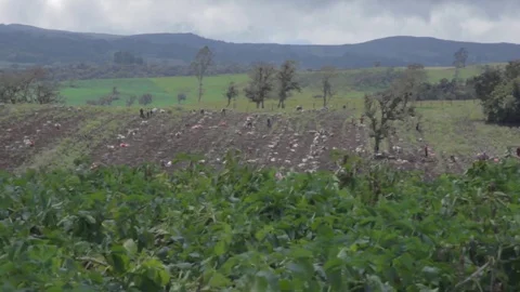 Big Big Potato Stock Videos – Royalty-Free HD & 4K Videos