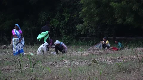 Farmers Collecting millet ears bag, Indi... | Stock Video | Pond5