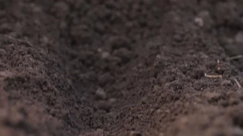 Planting The Seed Stock Videos – Royalty-Free HD & 4K Videos