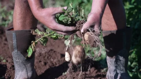 Farmers hand pulling potatoes out of the... | Stock Video | Pond5