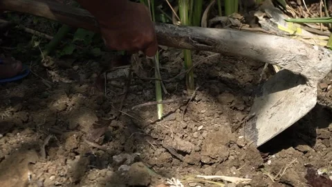 Farmer's hand using a hand hoe farming t... | Stock Video | Pond5