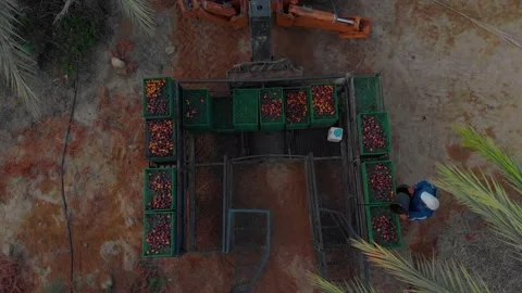 Farmers Picking dates at sunrise from a ... | Stock Video | Pond5