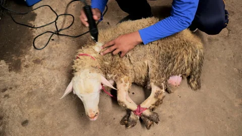 Farmers shear thick, dirty sheep at an I... | Stock Video | Pond5