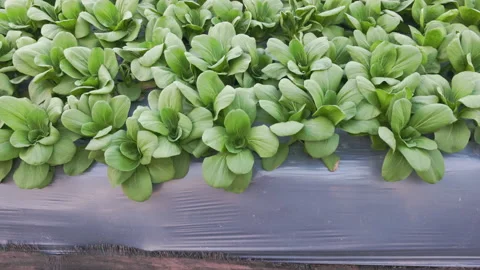 farmers use plastic films for weed contr... | Stock Video | Pond5