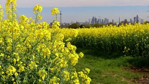 Ffm Skyline Stock Videos – Royalty-Free HD & 4K Videos