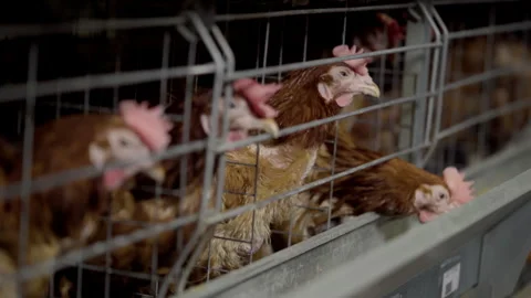 Farming Brown Hen Birds In Battery Cage ... | Stock Video | Pond5