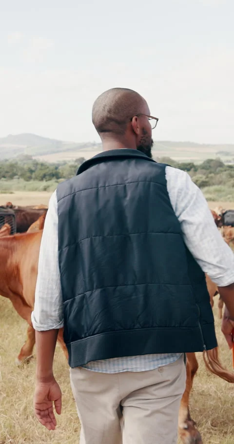 Farming, cattle and black man with field... | Stock Video | Pond5