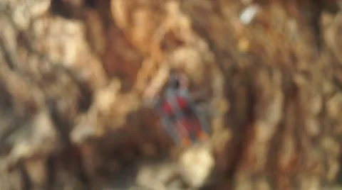 Stink Bug Fart Stock Video Footage | Royalty Free Stink Bug Fart Videos ...