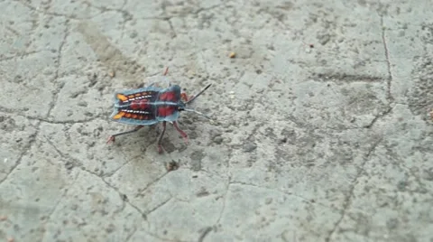 Fart Stock Footage ~ Royalty Free Stock Videos | Pond5