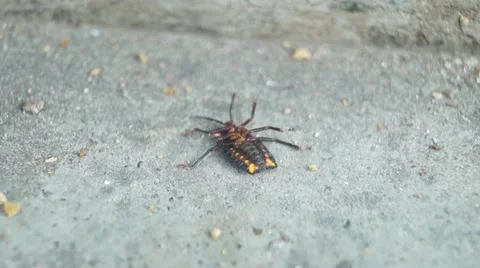 Fart Stock Footage ~ Royalty Free Stock Videos | Pond5