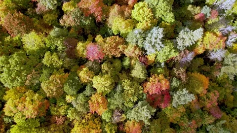 fast aerial push into fall leaves in app... | Stock Video | Pond5