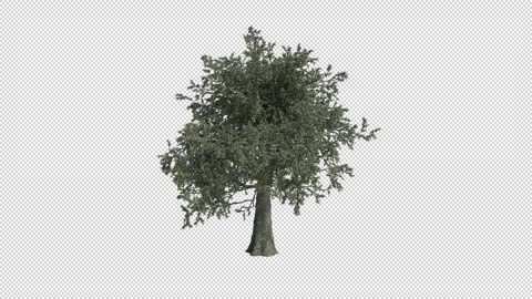 Fast Animation of a Growing Oak Tree wit... | Stock Video | Pond5