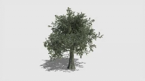 Fast Animation of a Growing Oak Tree wit... | Stock Video | Pond5
