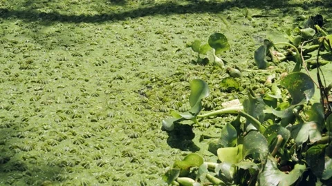 fast growing invasive aquatic weeds form... | Stock Video | Pond5