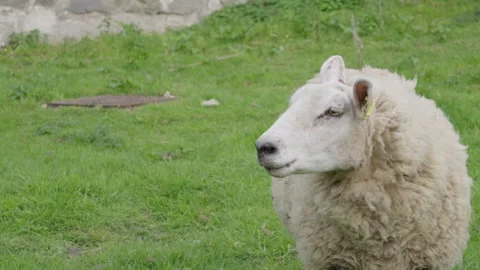 Fast handheld zoom to a sheep standing a... | Stock Video | Pond5