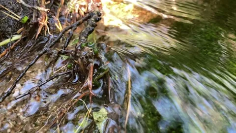 Fast Moving Stream Of Water 4k | Stock Video | Pond5