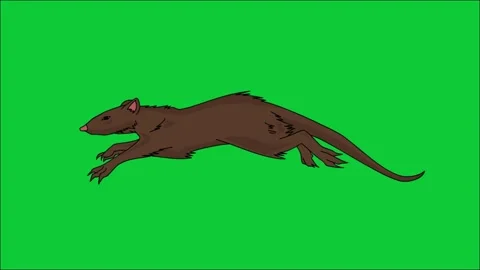 Fast Running Brown Rat Animation, 2D Lin... | Stock Video | Pond5