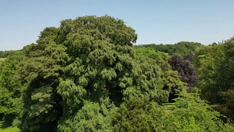 A fast upward boom-shot of trees in the ... | Stock Video | Pond5