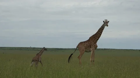 A fast walking giraffe has to stop and w... | Stock Video | Pond5