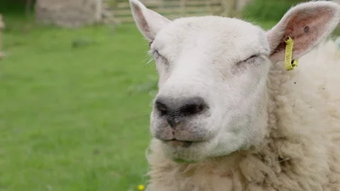 A fast zoom to a sheep standing and lick... | Stock Video | Pond5