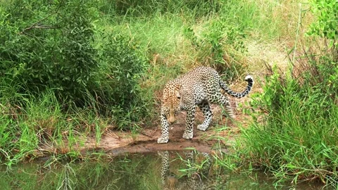 Walk In Fast Stock Videos – Royalty-Free HD & 4K Videos | Pond5