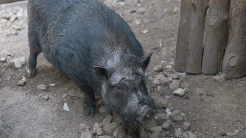 Fat Pig Ugly Stock Videos – Royalty-Free HD & 4K Videos | Pond5