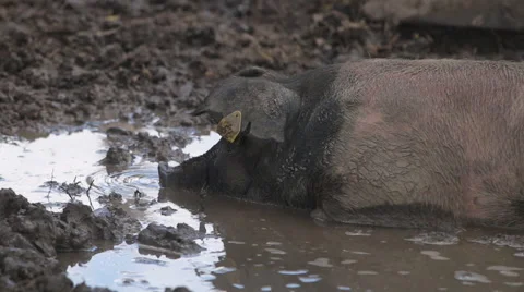 Black Lays Stock Videos – Royalty-Free HD & 4K Videos