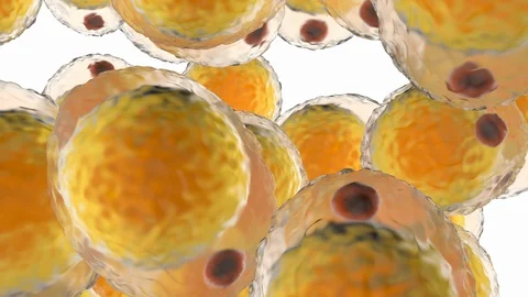 A Fat cell aka Adipocyte cluster morphin... | Stock Video | Pond5