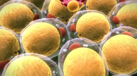 fat cell, cells | Stock Video | Pond5