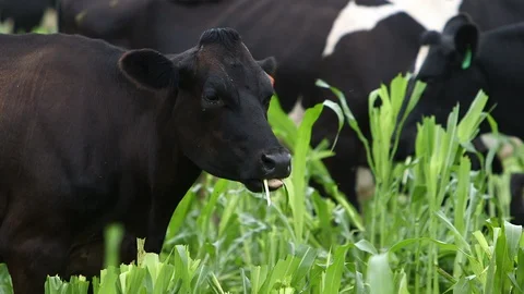 Fat dairy cows eating in a field of dens... | Stock Video | Pond5
