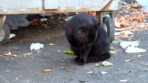 Fat Vblack Cat Stock Videos – Royalty-Free HD & 4K Videos | Pond5