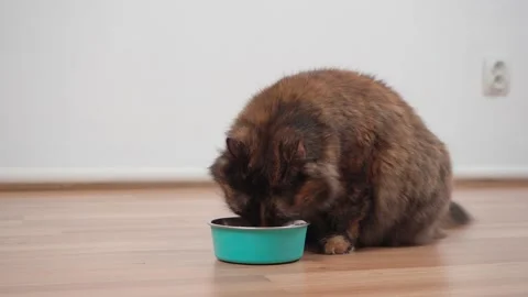 Pregnant and Fat Stock Videos – Royalty-Free HD & 4K Videos | Pond5