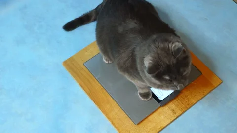 Measuring Cat Stock Videos – Royalty-Free HD & 4K Videos