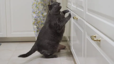 Begging Cat Stock Videos – Royalty-Free HD & 4K Videos | Pond5