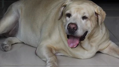 Fat labrador retriever 11 year old breat... | Stock Video | Pond5