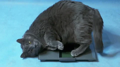 Fat lazy cat measuring weight on digital... | Stock Video | Pond5