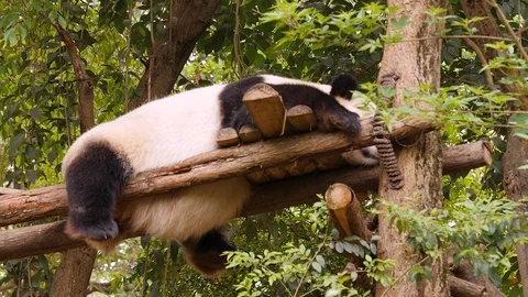 Fat panda bear sleeping. Wide shot. | Stock Video | Pond5