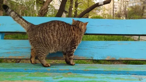 Pregnant and Fat Stock Videos – Royalty-Free HD & 4K Videos | Pond5