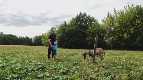 Father and son looking at a goat in a fi... | Stock Video | Pond5