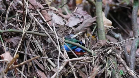 Father bird picks up baby bird's poop Ta... | Stock Video | Pond5