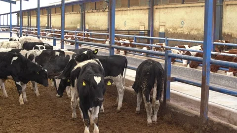 Fattening farm, beef farming. | Stock Video | Pond5