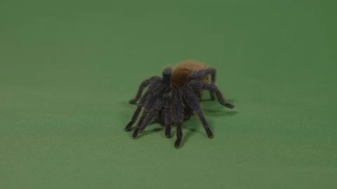 Fearful tarantula spider adopting a defe... | Stock Video | Pond5
