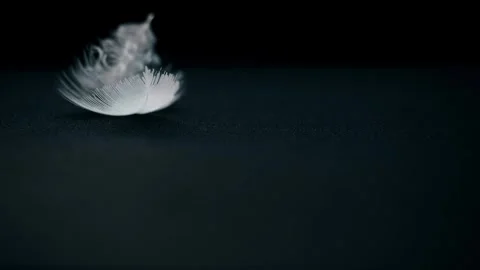 Flow Bird Stock Videos – Royalty-Free HD & 4K Videos