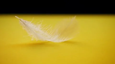 Flow Bird Stock Videos – Royalty-Free HD & 4K Videos