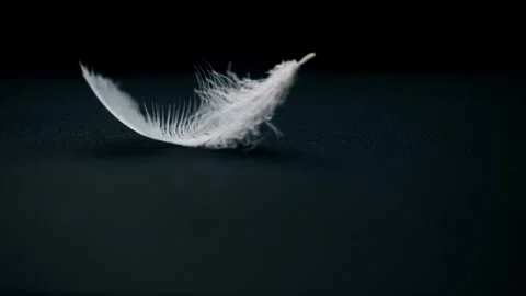 Flow Bird Stock Video Footage | Royalty Free Flow Bird Videos | Pond5