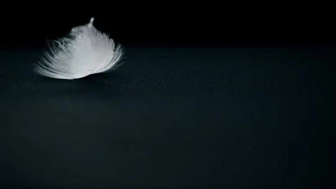 Flow Bird Stock Video Footage | Royalty Free Flow Bird Videos | Pond5