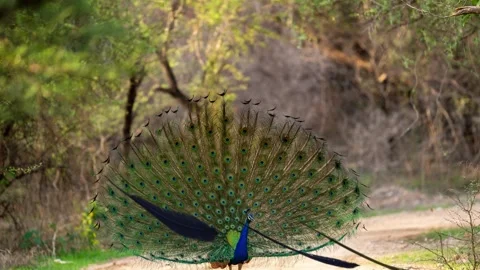 Feather Falling Loop Motion Overlay AEP ~ After Effects #283785599