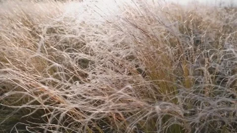 Feather grass - Lat. Stipa. in the sprin... | Stock Video | Pond5