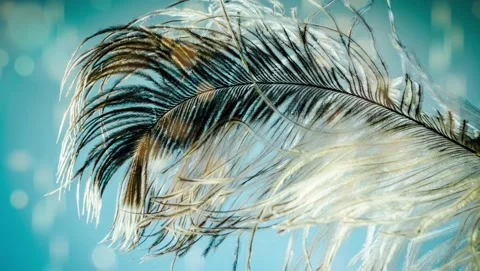 Feather in looping motion background | Stock Video | Pond5